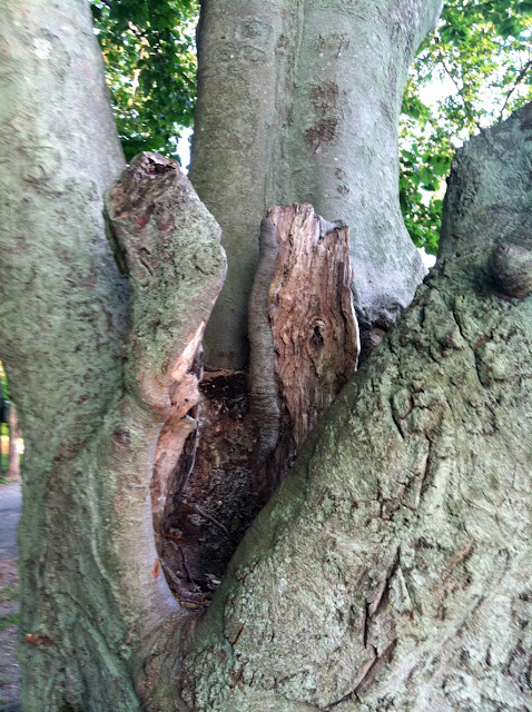 A Long Island Summer In Pictures: TREES, I LOVE TREES