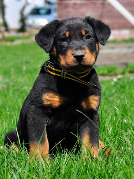 Herding Puppies Pictures