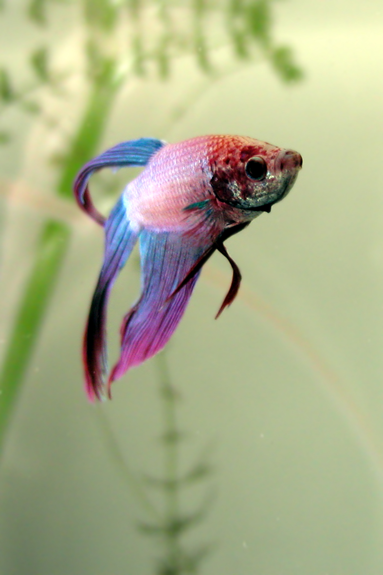Everything you need to know about fighting fish.