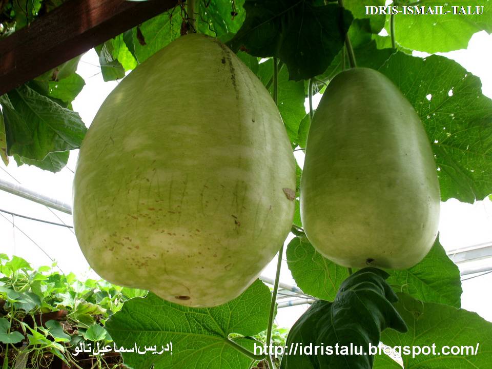 IdrisTalu: Labu - Cameron Highlands