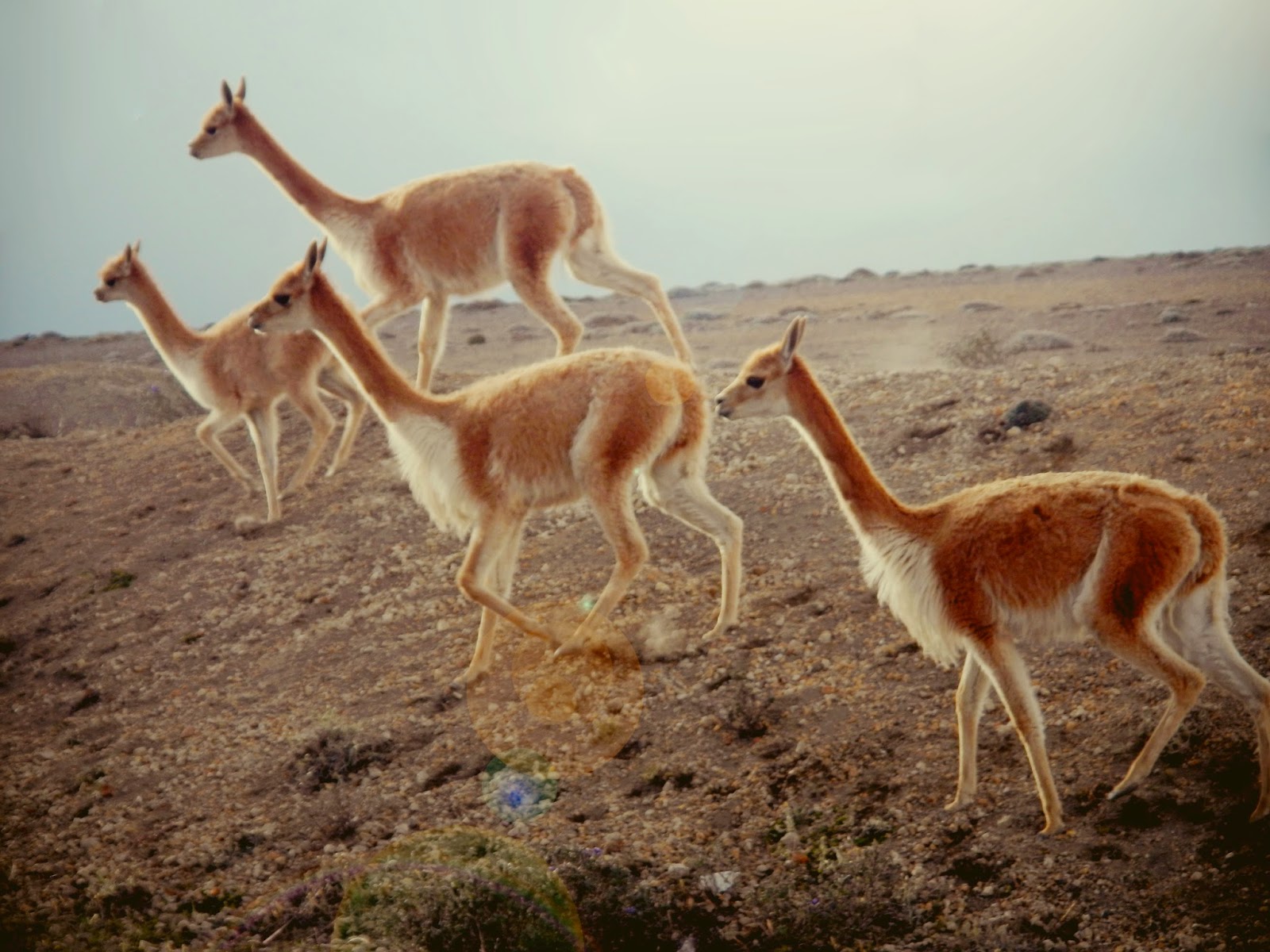 What we Luv...is Ecuador: Travelling in Ecuador: Chimborazo