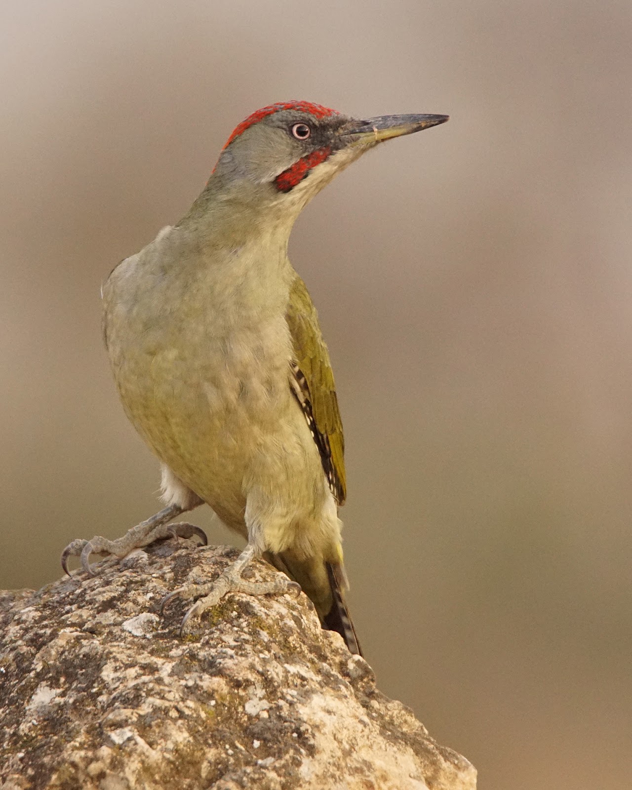 Pasión por las aves: Pito real.(Picus viridis)