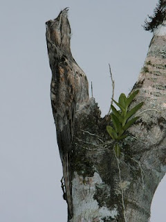 O Urutau e a Mitologia Guarani - Emersoneos