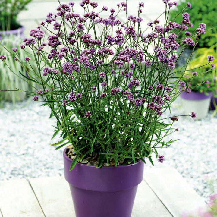 MANUAIS DE CULTIVO - PLANTAMUNDO: Verbena bonariensis