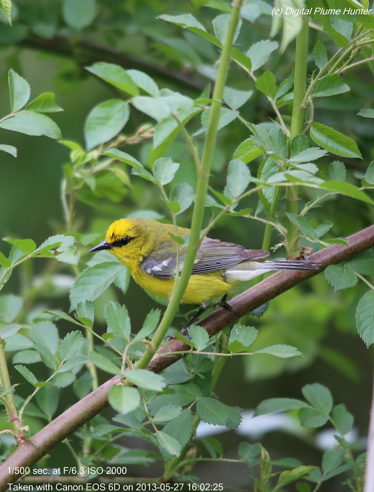 Hunting Digital Plumes in the US and Beyond: Indigo Bunting, Blue ...