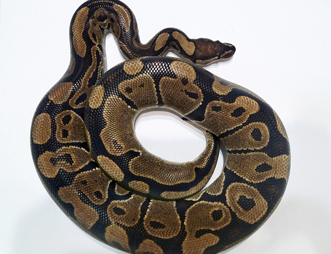 Nama dan macam macam jenis ular : Macam macam nama dan jenis Ular