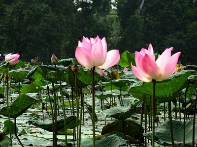 Habitat Tumbuhan dan Hewan - Panduan soal