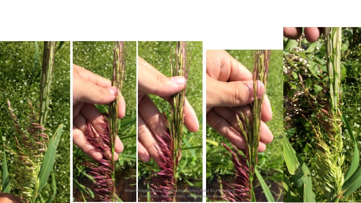 American Wild Rice: Plant_flower_seed_grain_food_from wild rice