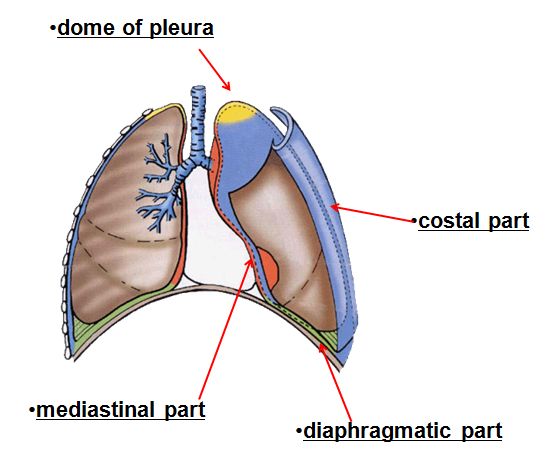 Doctors Network: Anatomy of Larynx