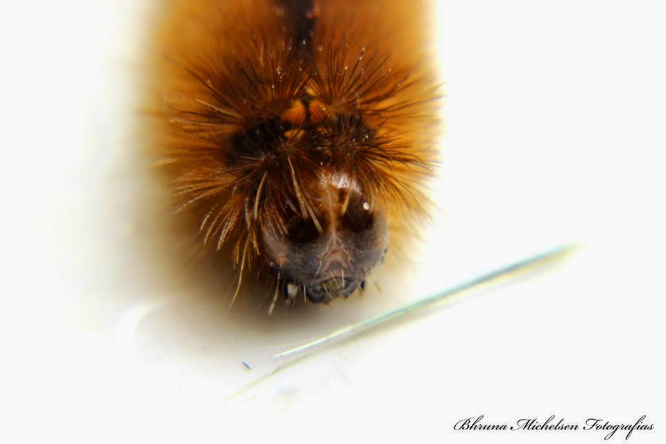 Por trás das minhas lentes: Macrofotografias e close up