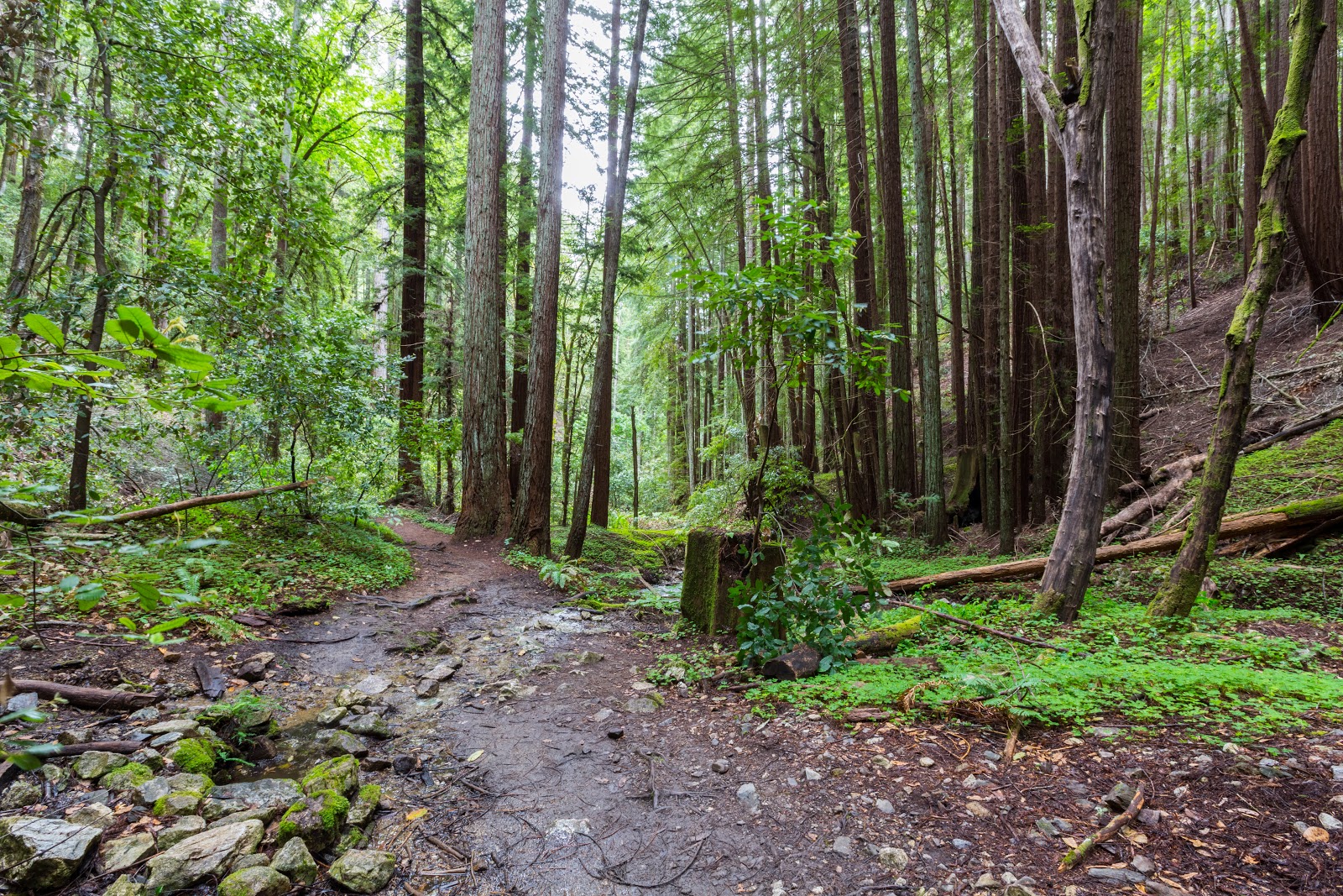 Naturetastic Blog: Fall Creek Unit - Henry Cowell Redwoods State Park ...