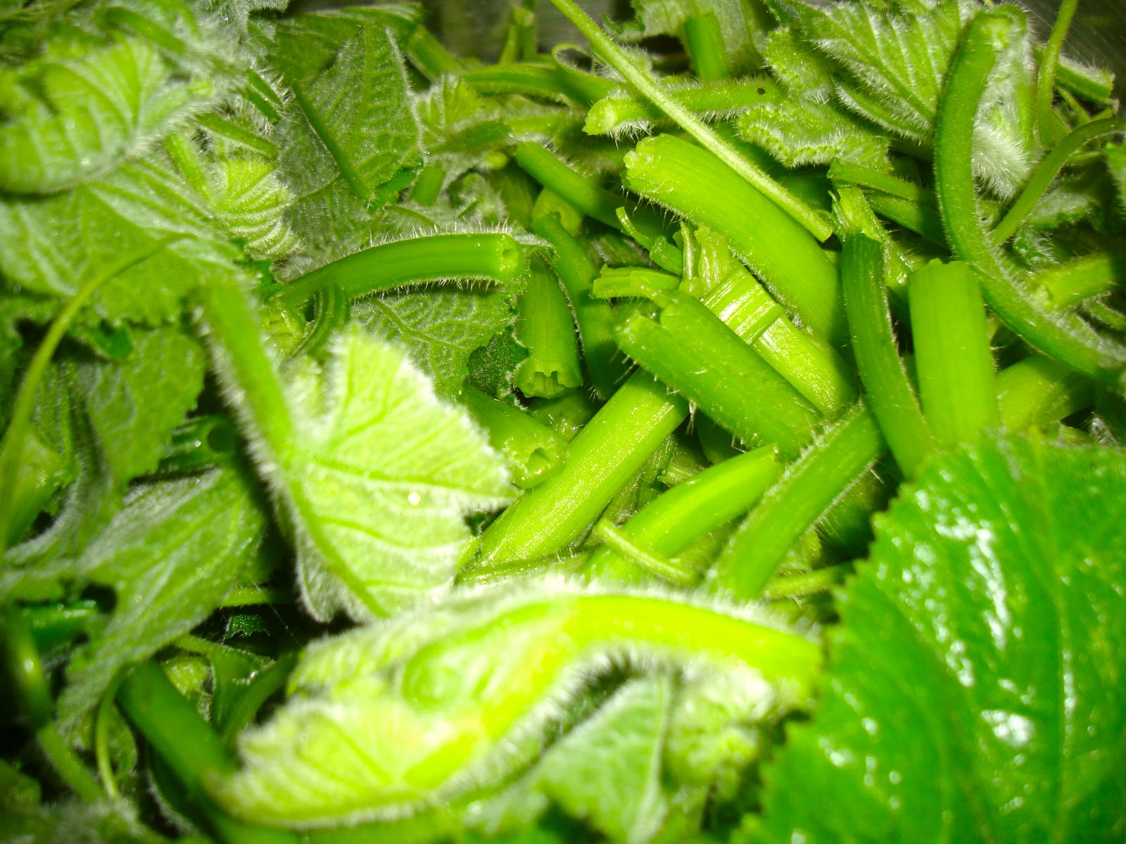 Taste of Nepal: Garden Fresh Pumpkin Shoots (Pharsi ko Munta)