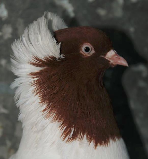 World of Pigeons and Doves: Nun Pigeon ( Englische Nonne )