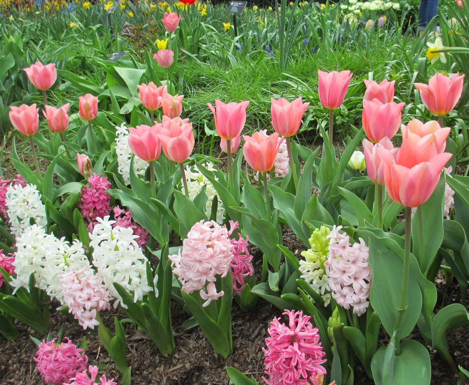 Garden Fancy: Garden Visit: Bulb-tacular MOBOT