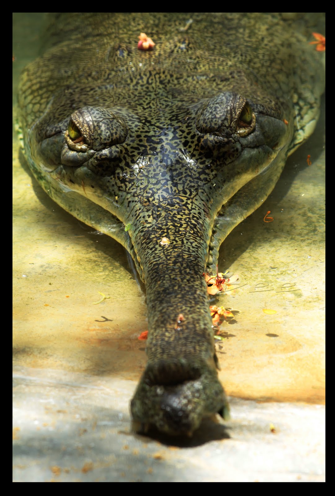 BHARANI ESWARAN: GHARIAL (Gavialis gangeticus)