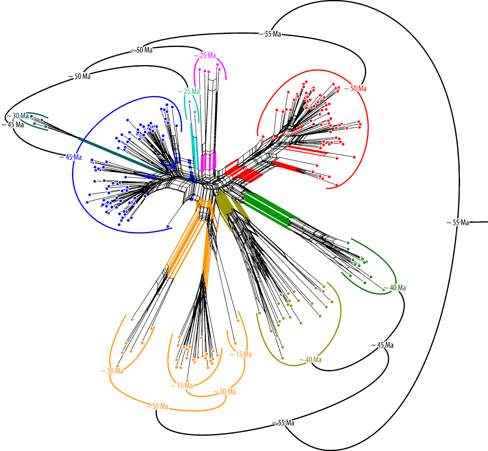 The Genealogical World of Phylogenetic Networks: Next-generation ...