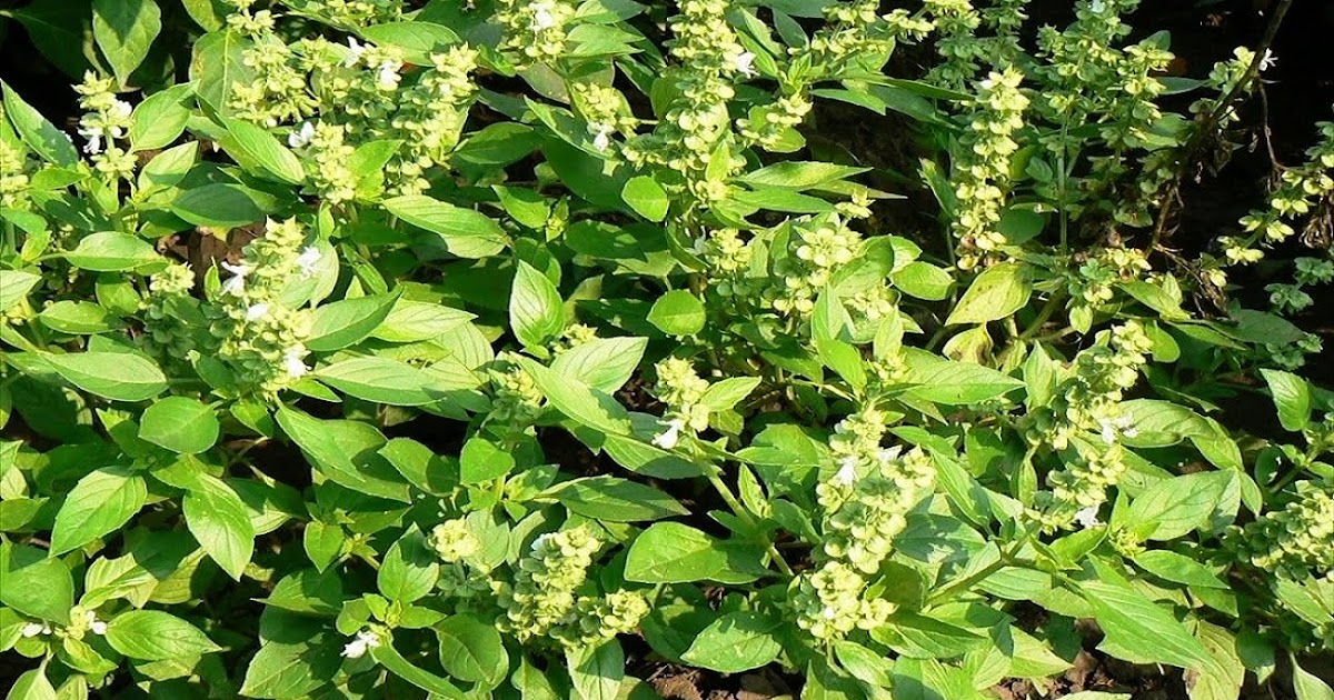 Ce principii active contin frunzele de busuioc?