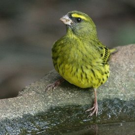 Bird Breeds Pictures Information