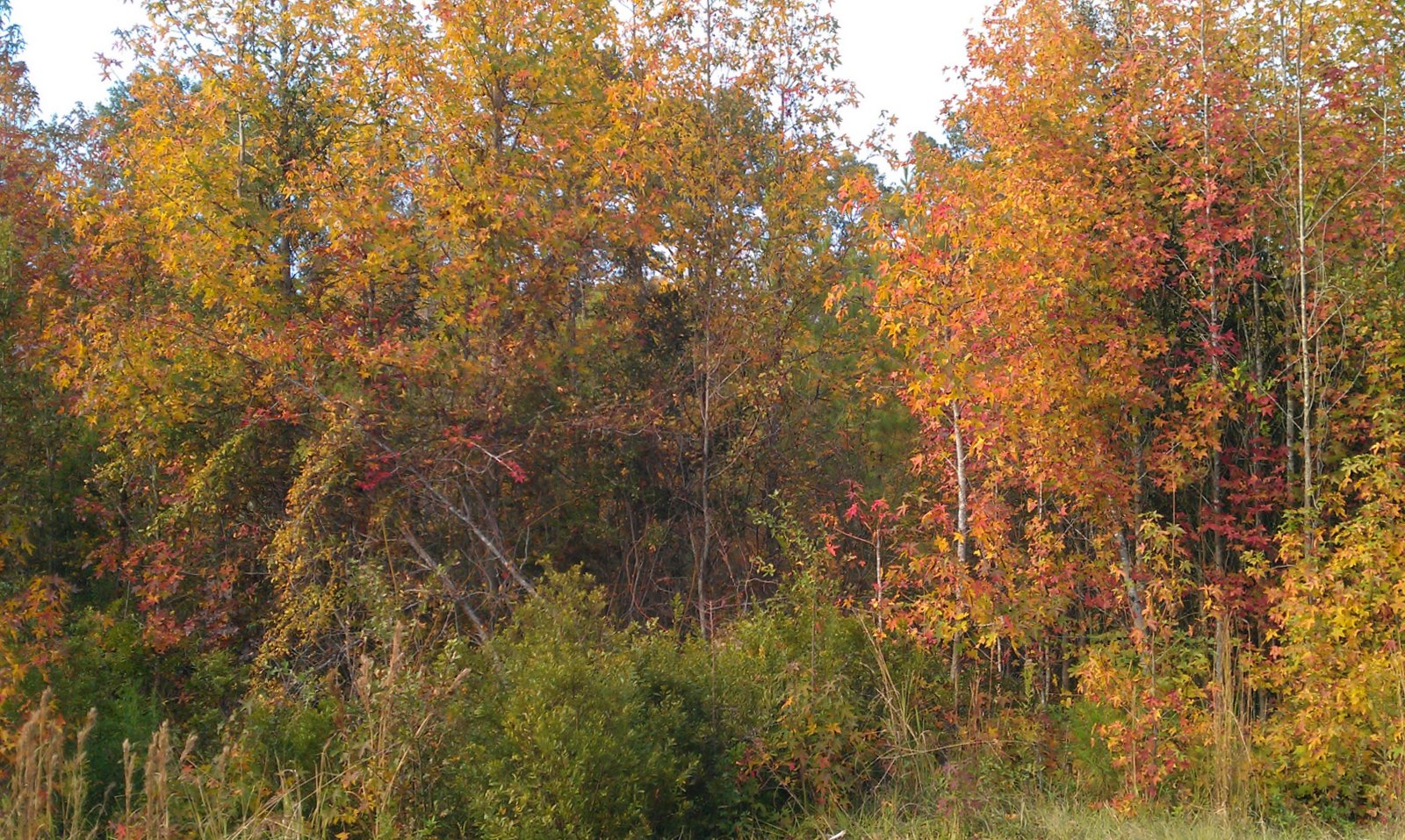 Some Fall Colors Leaving Charleston