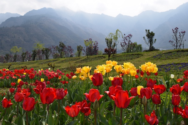 Ide 32+ Kebun Bunga Tulip Di Indonesia