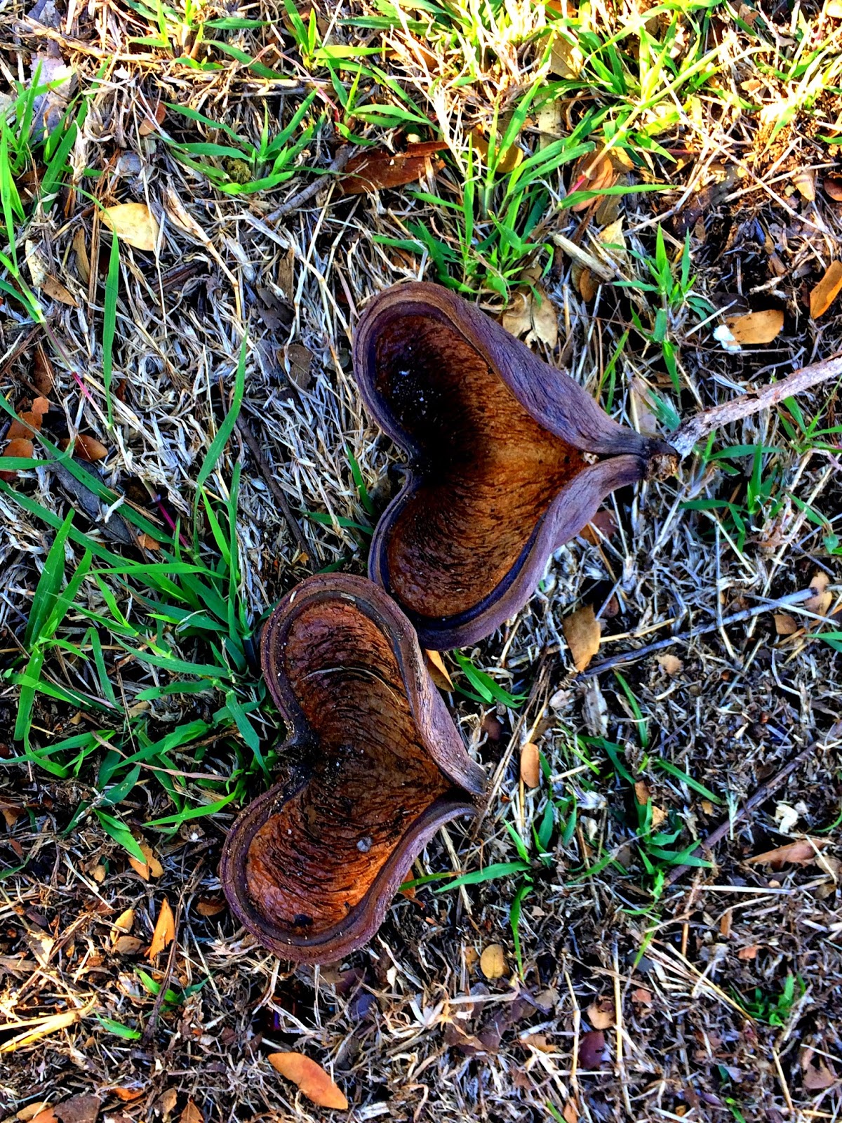 Aloha from Hawaii: The Valentine tree