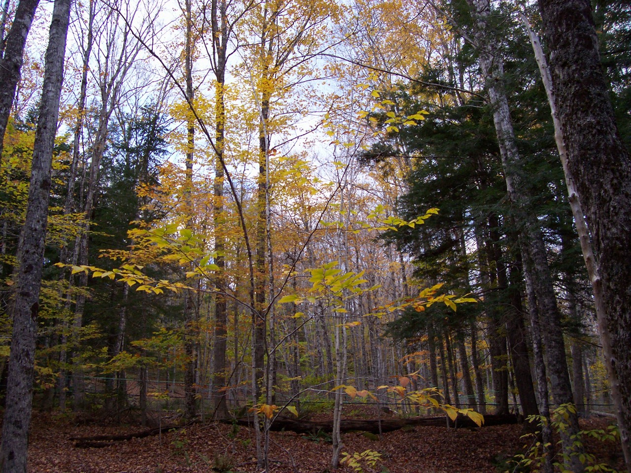 Acadian Forest Big Trees: Time For Maple Tapping In The Acadian Forest