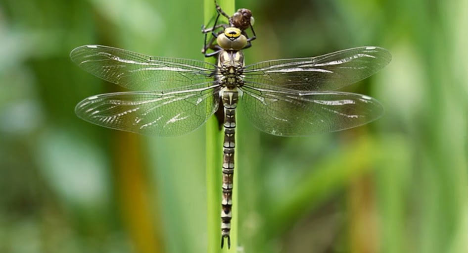 Dragonfly: Award Winning Documentary | The Ark In Space