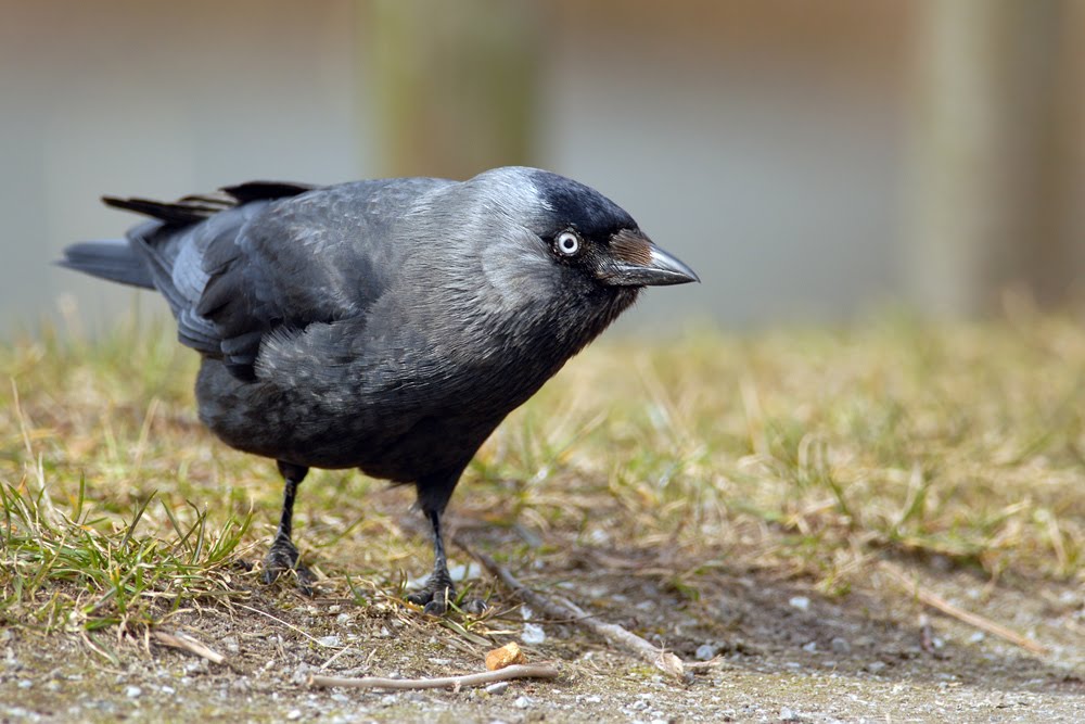 Corvus monedula: Die Dohlen WG