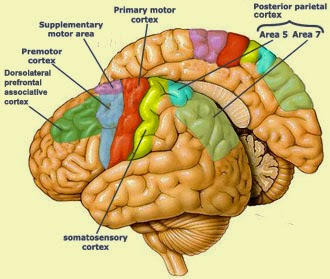 The Vinod Wadhawan Blog: 119. The Human Neocortex