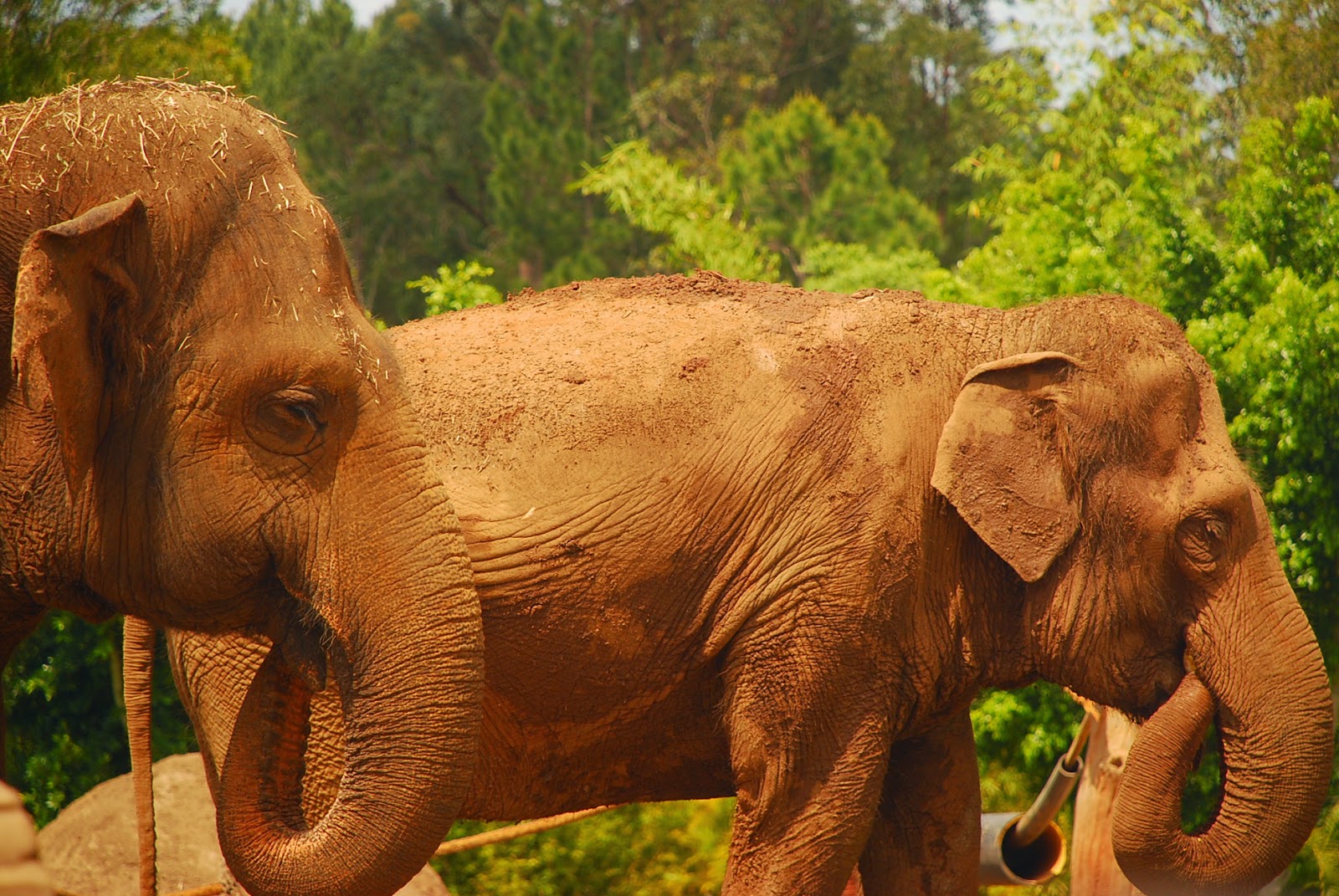 [Amanda MacLean]: Elephants - Steve Irwin Zoo, Australia