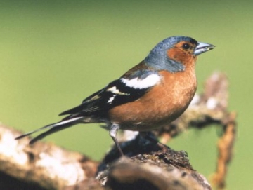 French Vocabulary Illustrated: pinson