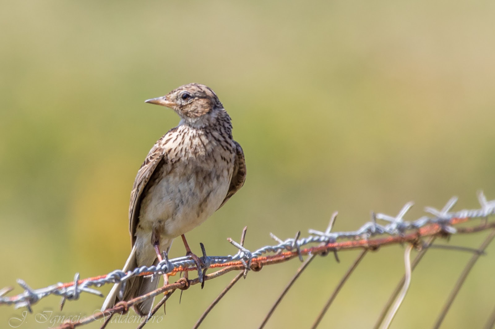 DocNatureBlog: El ave que no para de cantar en sus increíbles ascensos ...