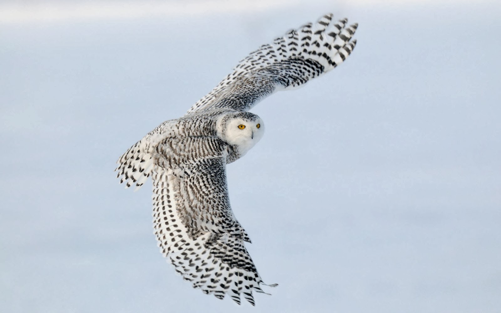MU-Peter: Ookpik The Snowy Owl