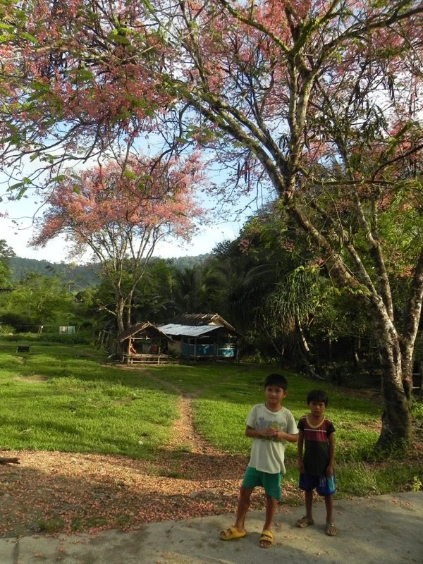 OUR PHILIPPINE TREES: The Palawan Cherry Dilemma in Palawan