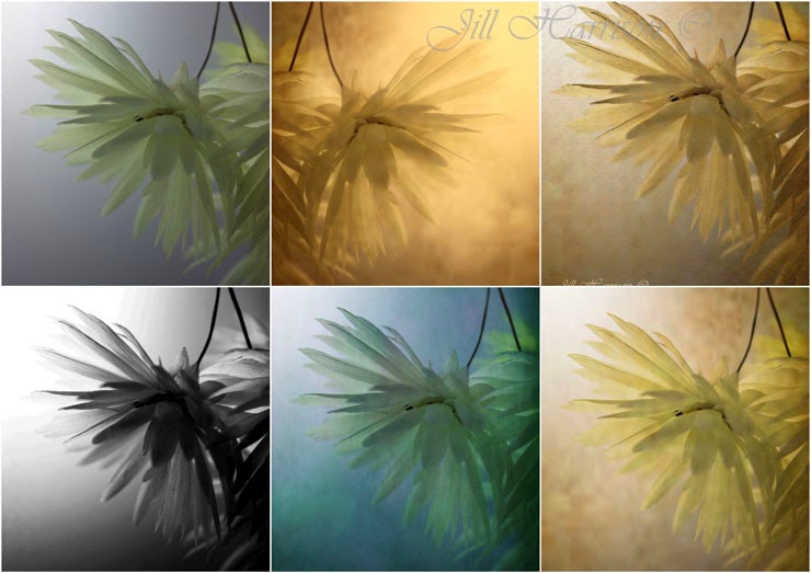 Life Images by Jill: Everlasting magic - midwest Western Australia