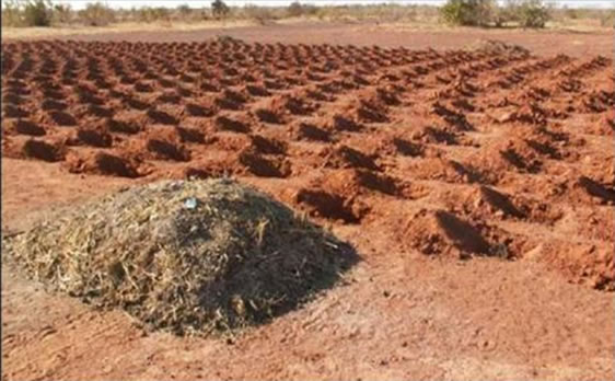 Valorisation des céréales locales: Technique du zaï - 2e partie