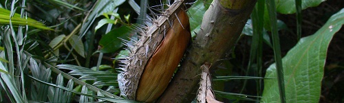 馬來西亞熱帶雨林: 棕櫚