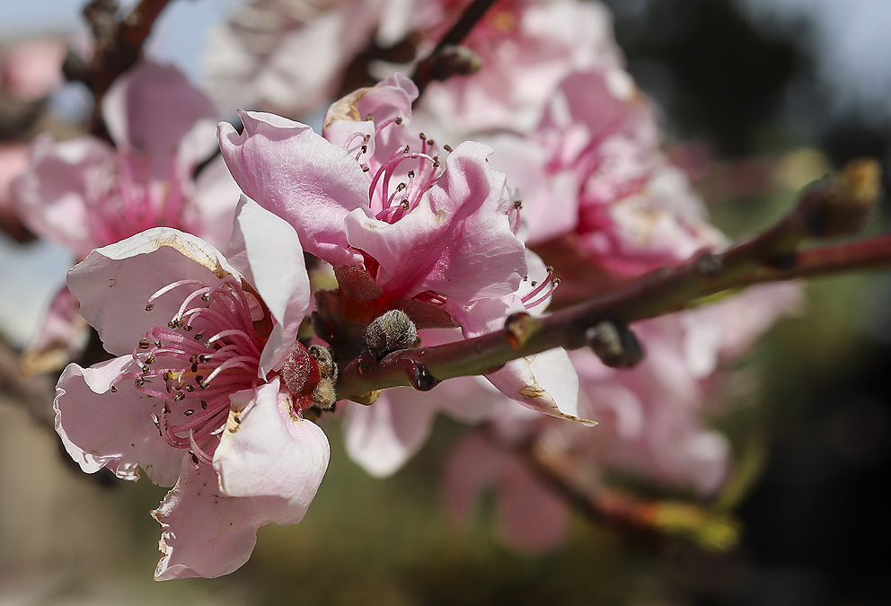 Luz y artes: Melocotones rosas a los que les queda un poco