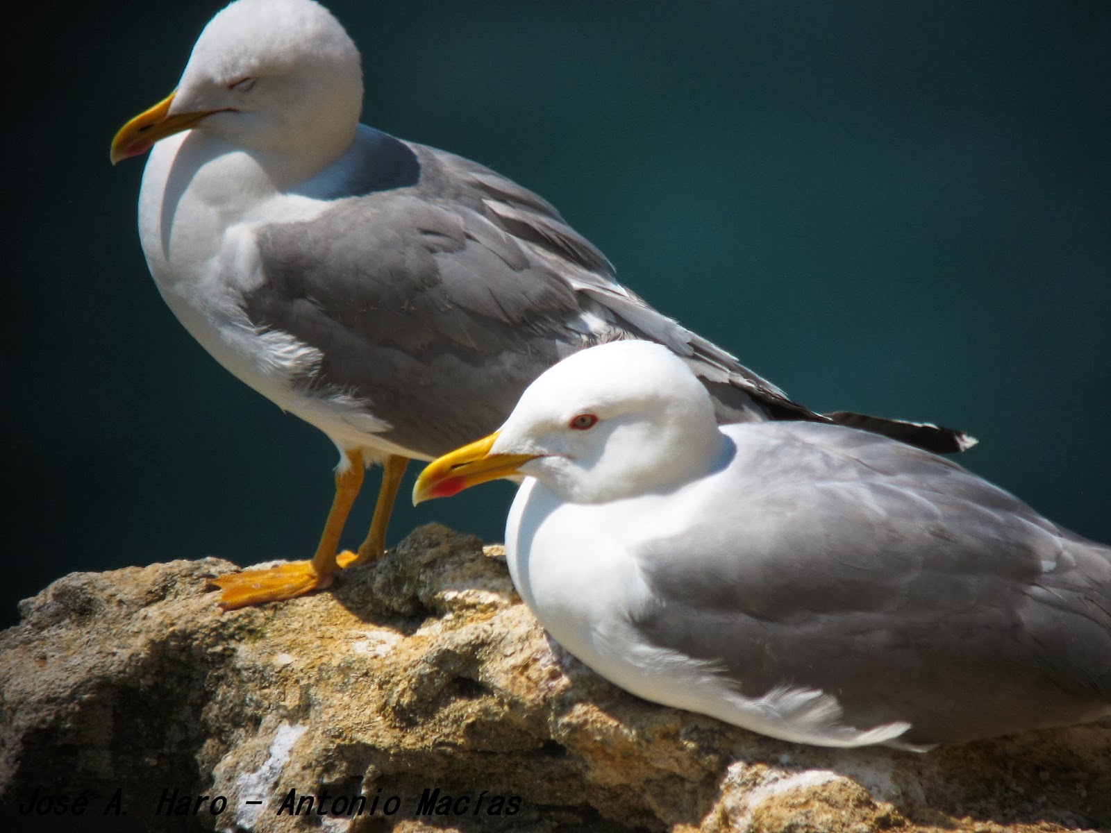 Nos Vamos a Campear: Gaviota Patiamarilla, la Rata con Alas de la Bahía ...