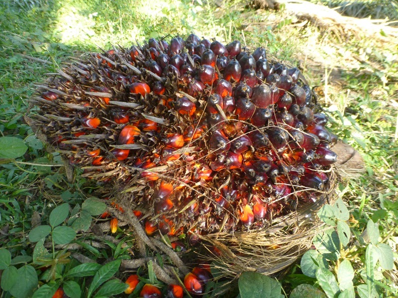 nijuzetz: Kigoma Kuwa Mji Mkuu Wa Mawese Afrika Ifikapo 2020