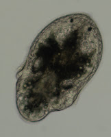 Invertebrate Embryology: Unidentified wild-caught Müller’s larva