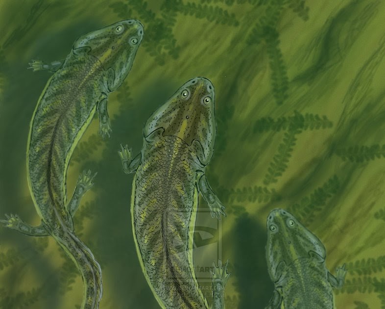 Variety of Life: Temnospondyli