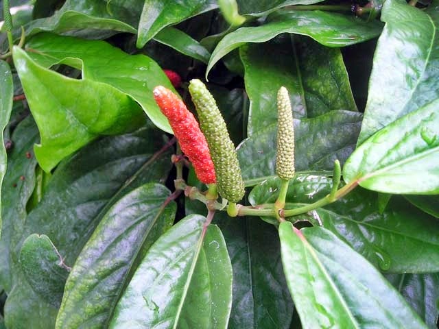 TANAMAN OBAT YANG DIMANFAATKAN BATANGNYA - Ensiklopedia Cilik