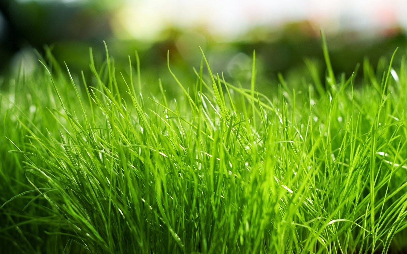 Wallpapers Grass Wallpapers
