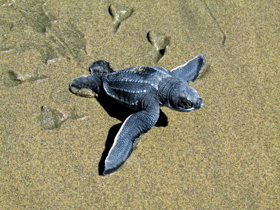 Casa Delfin Sonriente's Blog: Hatchling Leatherback Sea Turtles