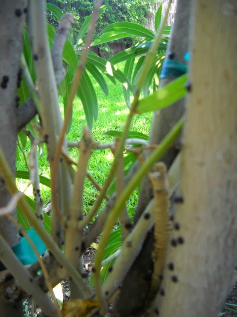 Xtremehorticulture of the Desert: Dark Brown or Black Shells on ...