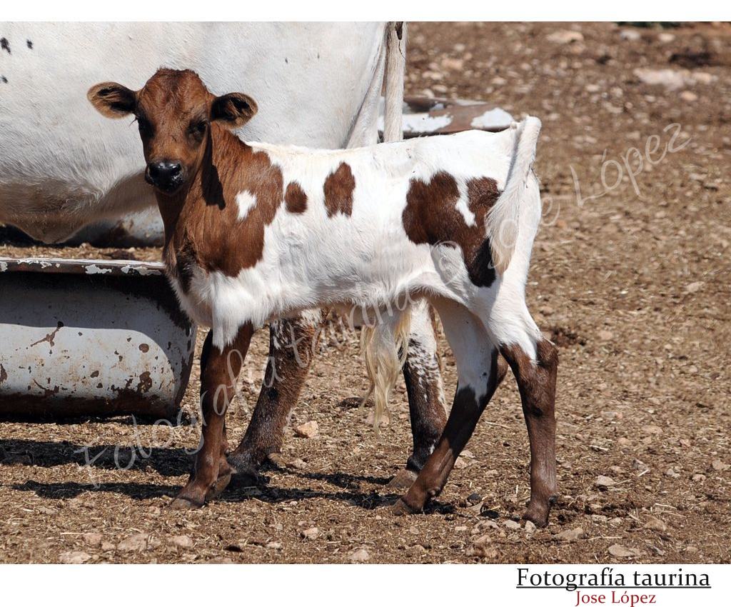 FOTOGRAFIA TAURINA JOSE LOPEZ.: 1er MES DE VIDA DEL BECERRO DE HECTOR ...