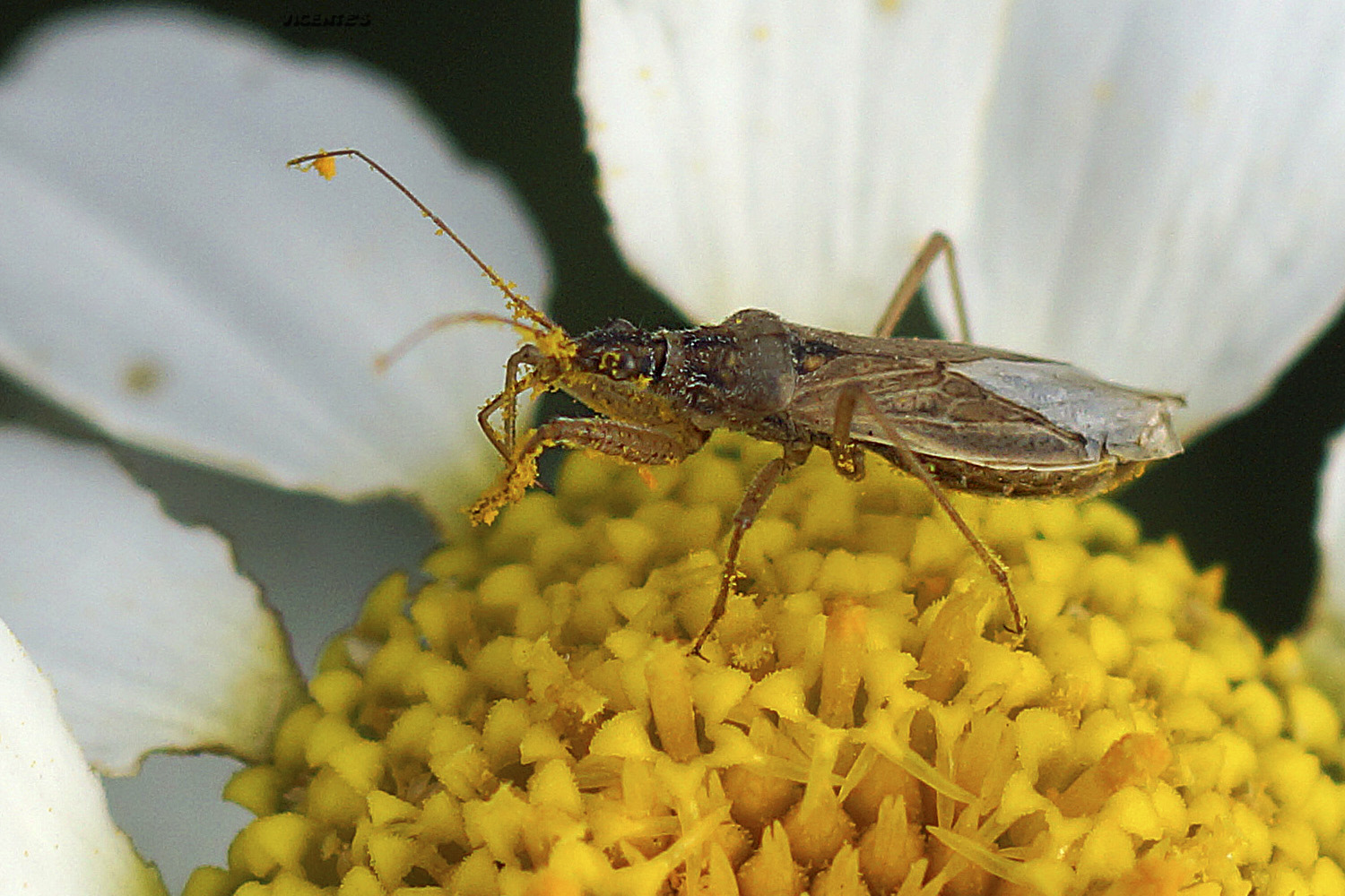 Fauna silvestre de Hormaza: Nabis (Nabis) rugosus