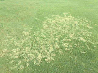 WVCCgreens: Summertime Bermudagrass suppression in action.