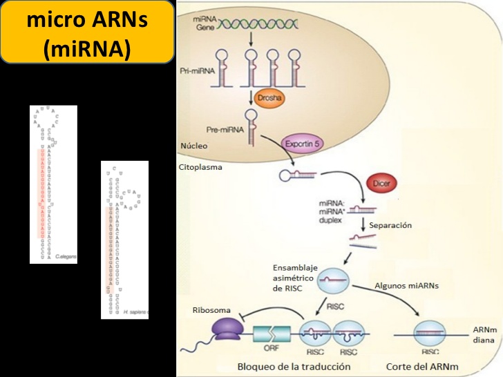 Kevin Moreno-Cirrosis Hepática: 2017